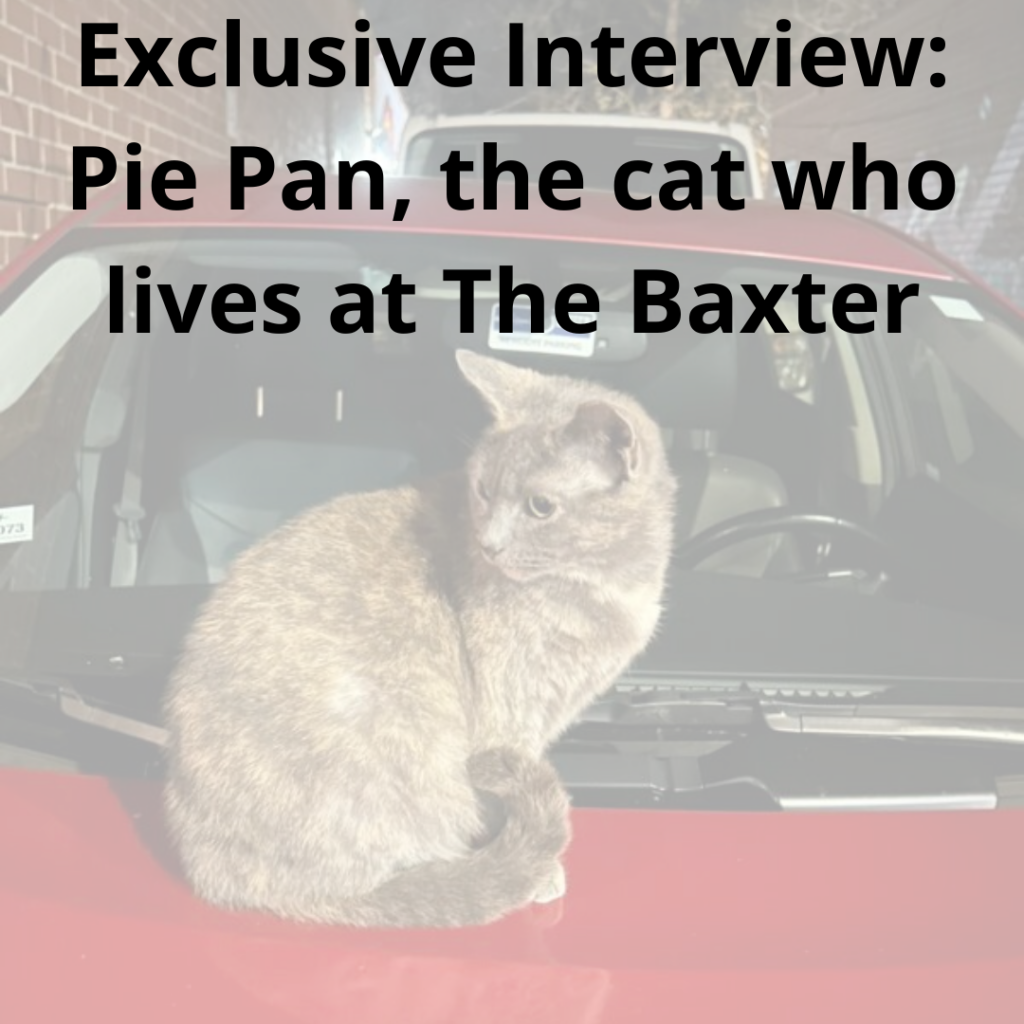 Interview: Pie Pan, the cat who lives at The Baxter - Triangle Blog Blog